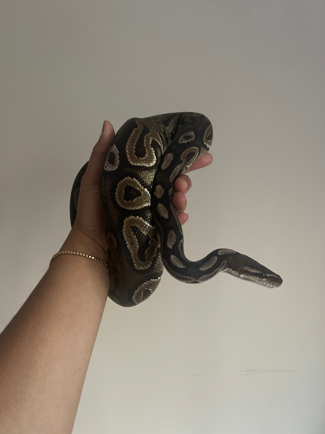 Cinnamon RTB Ball Python by Powerhouse Pythons - MorphMarket