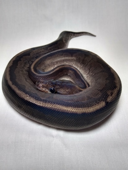Black Pastel Huffman (Black Pearl) Ball Python by Lady of the Lake Reptiles