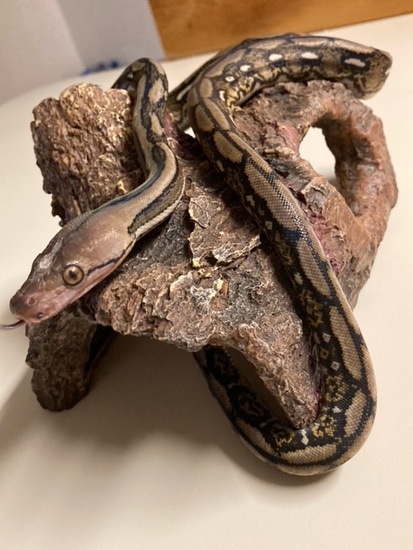 Tiger Het Pied Reticulated Python by Shop Scales