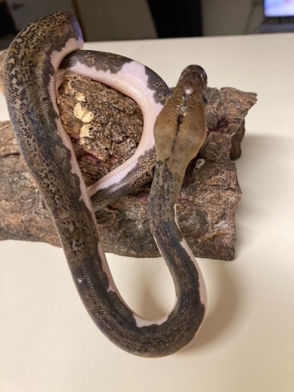 Pied Tiger Reticulated Python by Shop Scales