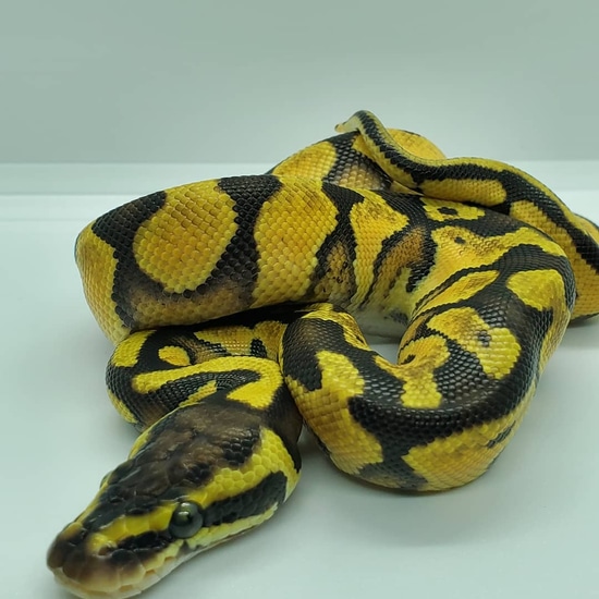 Enchi Pastel Goldblush Ball Python by Indy's Babies