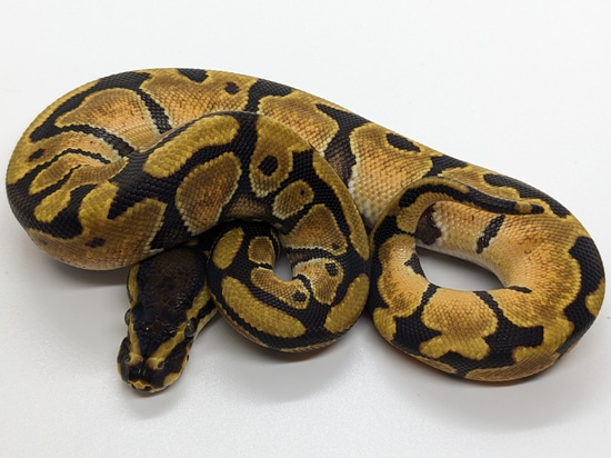 2023 Female Enchi Pastel Gold Blush Ball Python by Indy's Babies