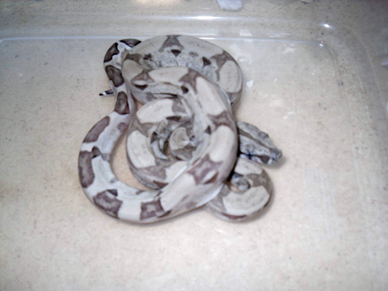 Ghost 100% Het Moonglow Boa Constrictor by Dragon Fang Boas - MorphMarket
