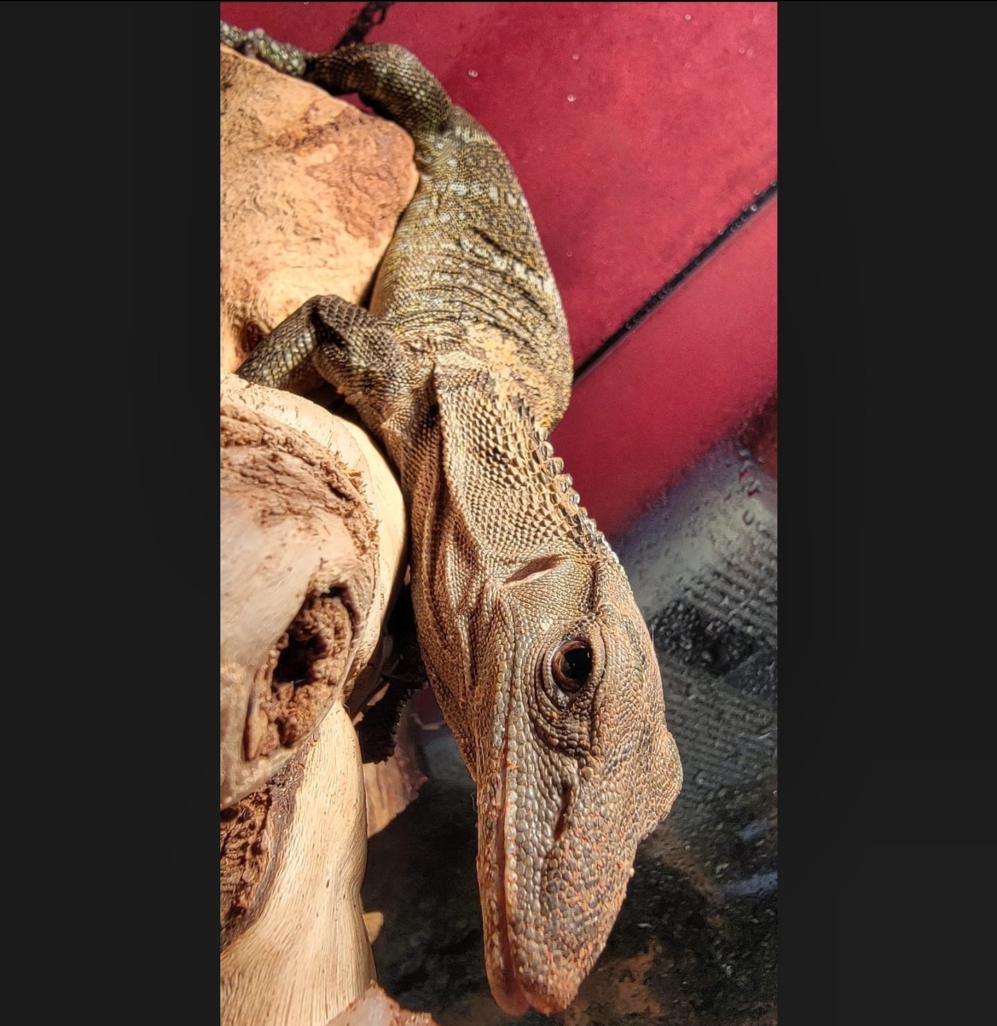 Black Roughneck Monitor by LA Exotic Reptiles - MorphMarket