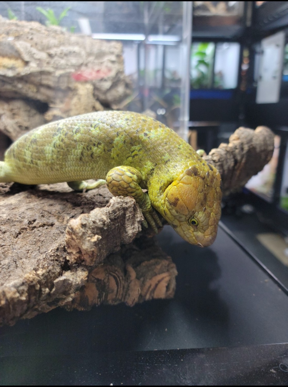 Monkey Tail Skink Monkey-tailed Skink by LA Exotic Reptiles - MorphMarket