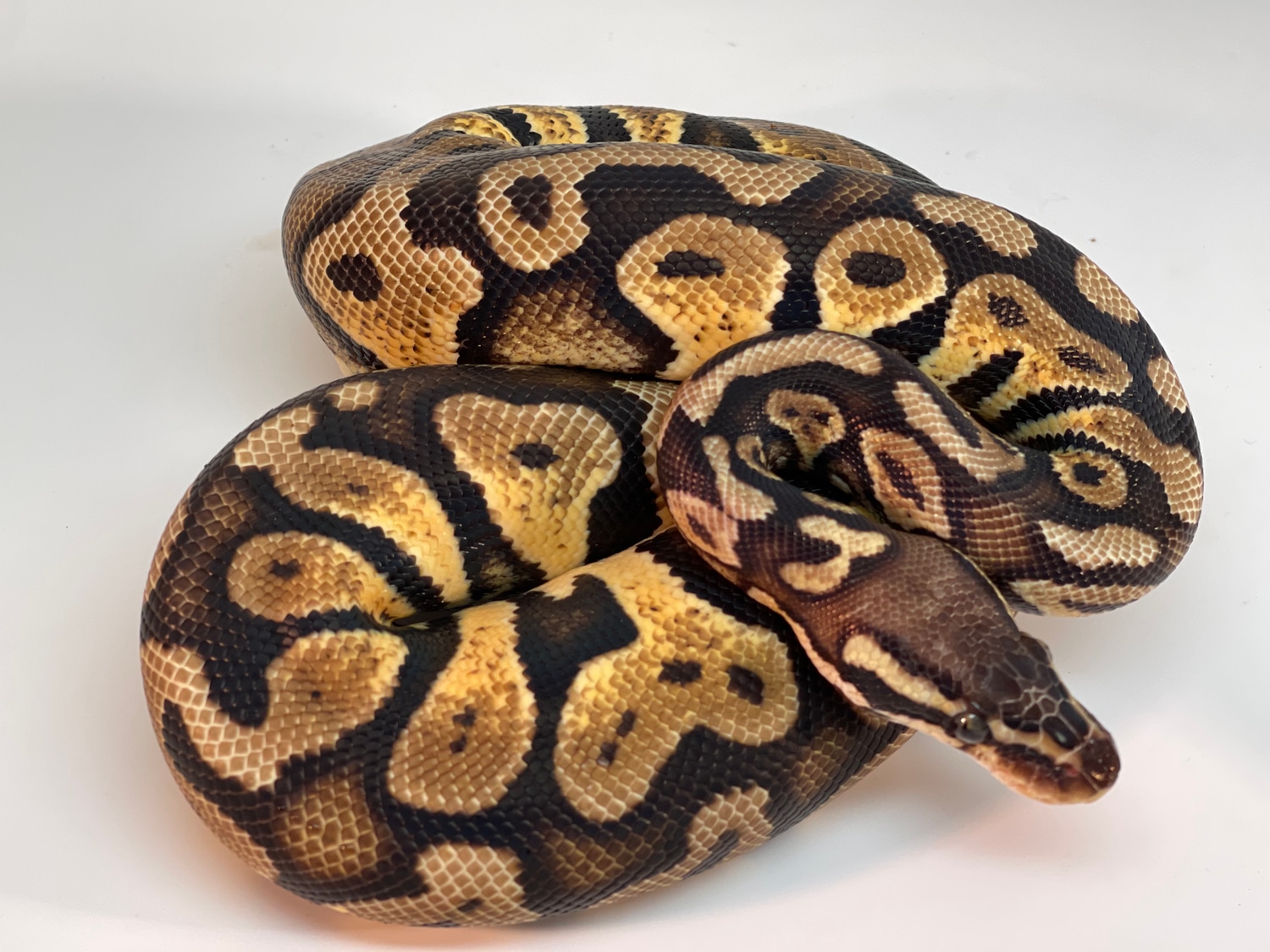 Pastel Asphalt /Yellow Belly Ball Python by Circle of Love Retiles ...