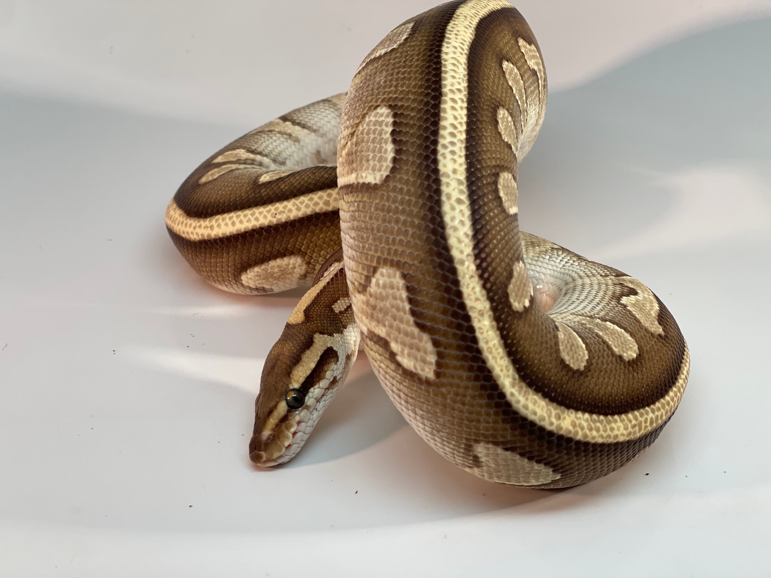 Leopard Pastel Blackhead Ball Python by Circle of Love Retiles ...