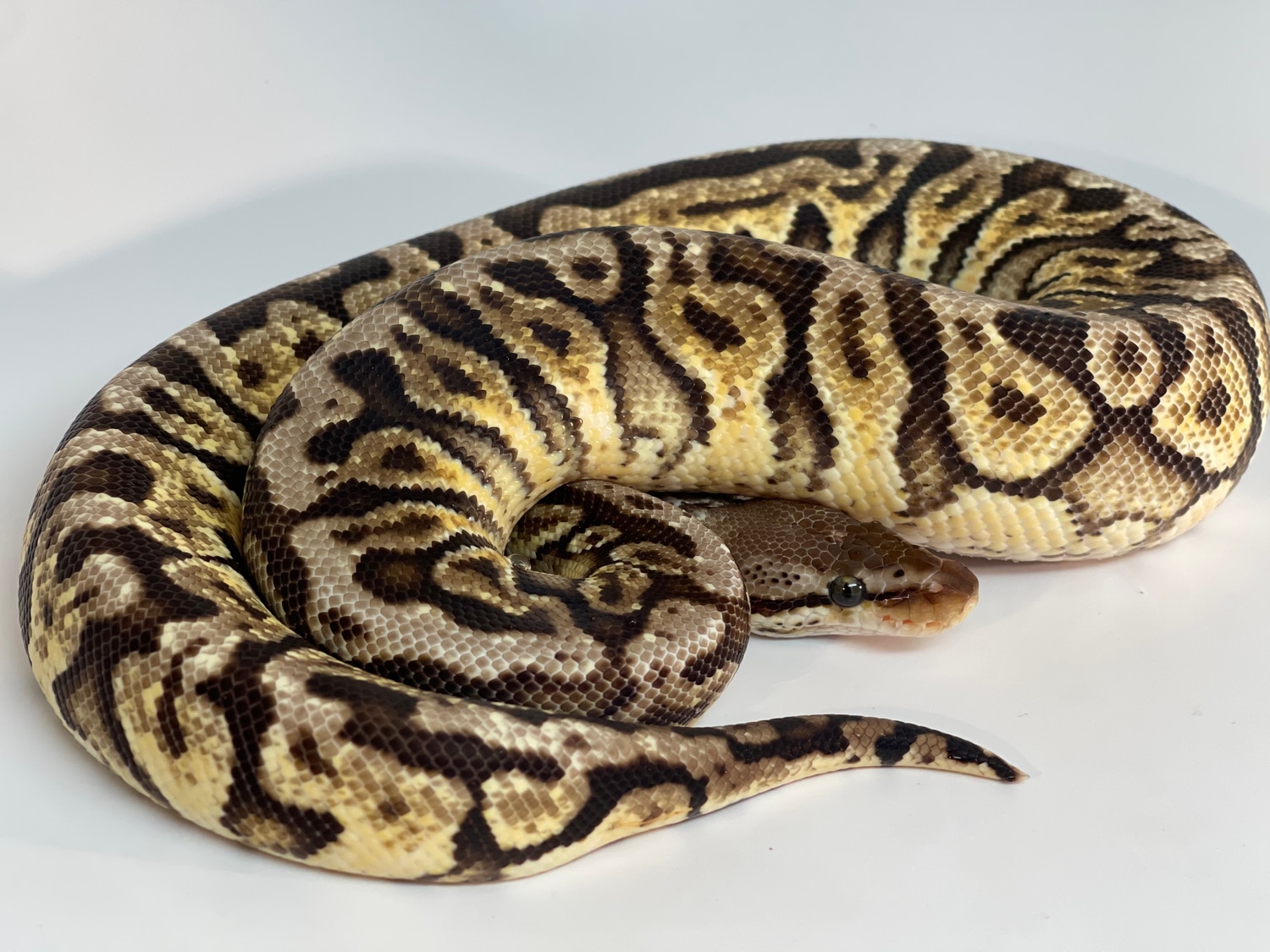 HGW Pastel Asphalt /Yellow Belly 50% Off Special!! Ball Python by ...
