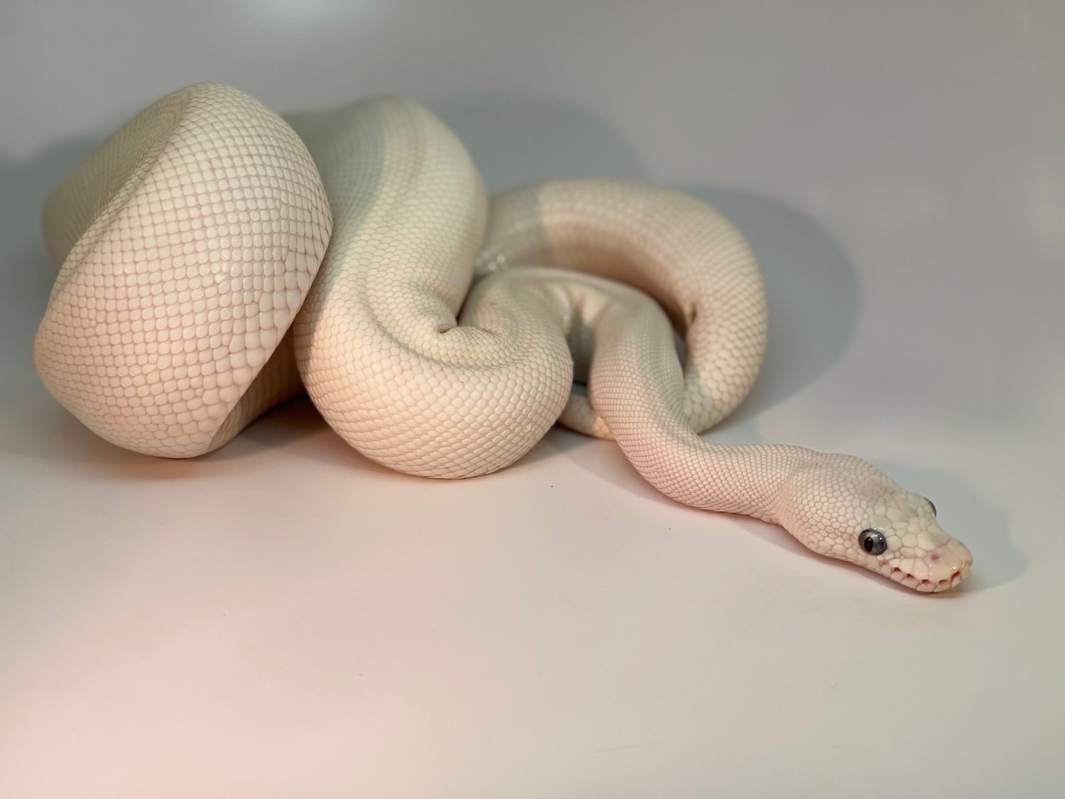 Super Lesser Bel Ball Python by Circle of Love Retiles - MorphMarket