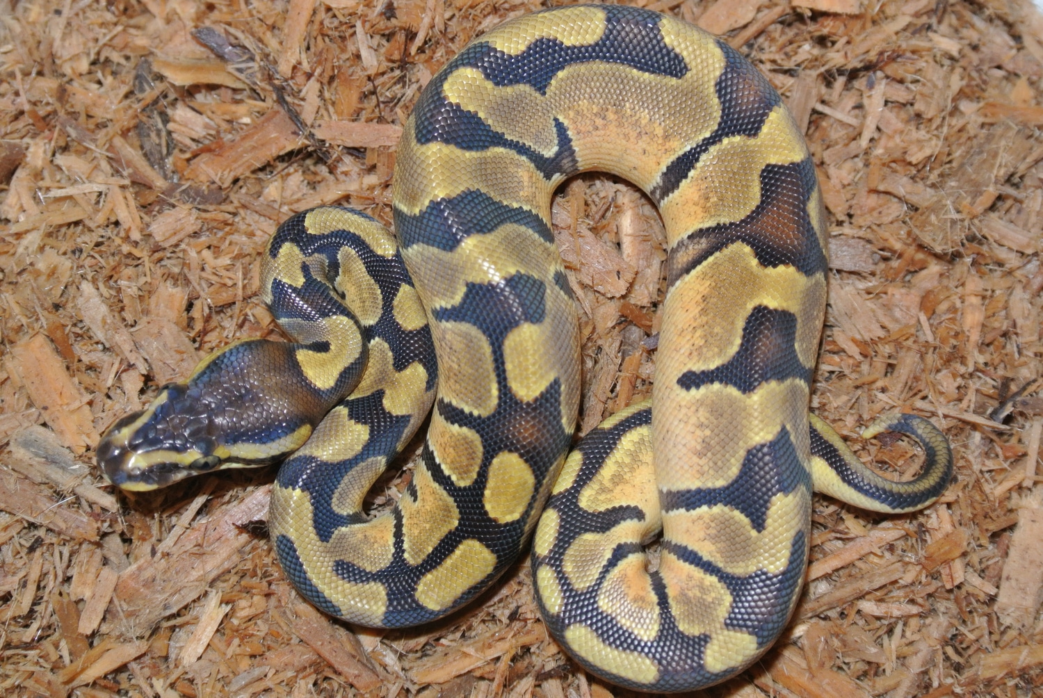 Enchi 100% Het Pied Ball Python by Lair of Dragons - MorphMarket