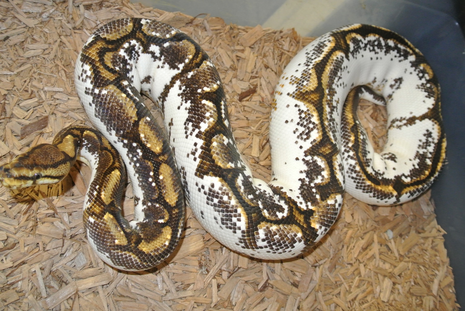 Calico Spider Yellow Belly Ball Python by Lair of Dragons - MorphMarket