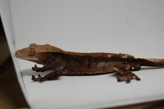Male Cap, Male Lilly - 2 Pack Crested Gecko by Lake City Geckos