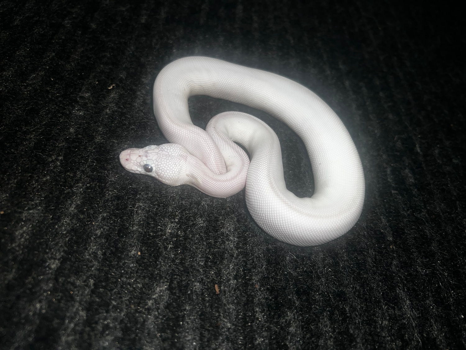 BEL Ball Python by Lake City Pets - MorphMarket