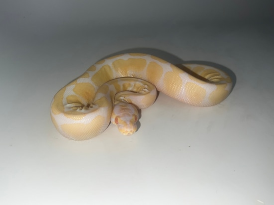 Albino 50% Het White Wash Possible Paradox Ball Python by Lake City Pets