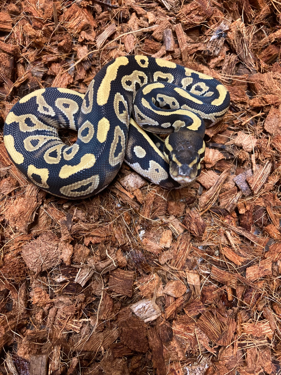 Mojave Possible Mystic Ball Python by Lake County Reptiles - MorphMarket