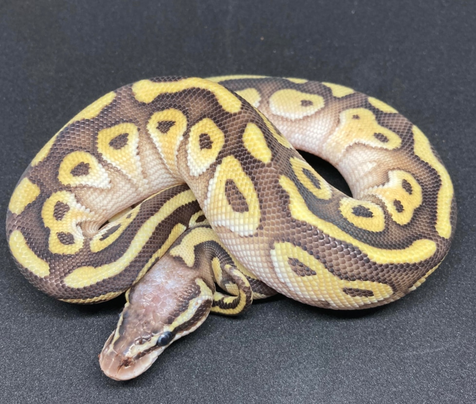 Pastel Butter Ball Python by Lake County Reptiles - MorphMarket