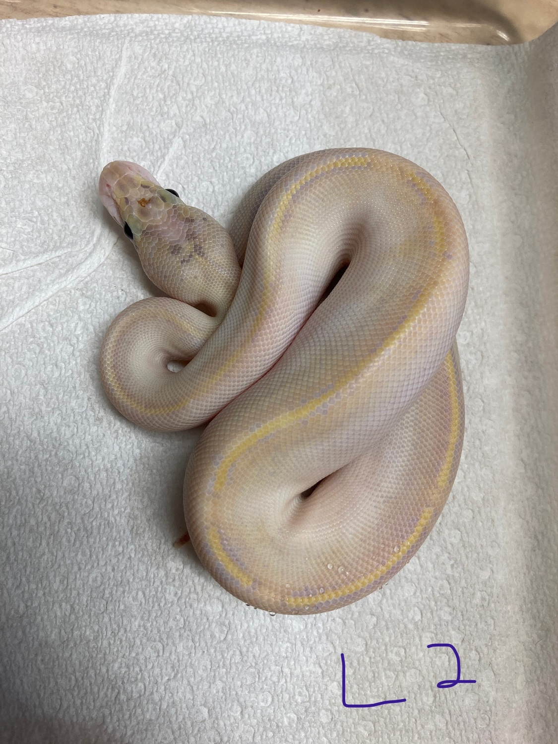 Ivory Ball Python by Lake County Reptiles - MorphMarket