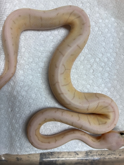 Banana Pastel Spider Pinstripe Ball Python by Lake County Reptiles