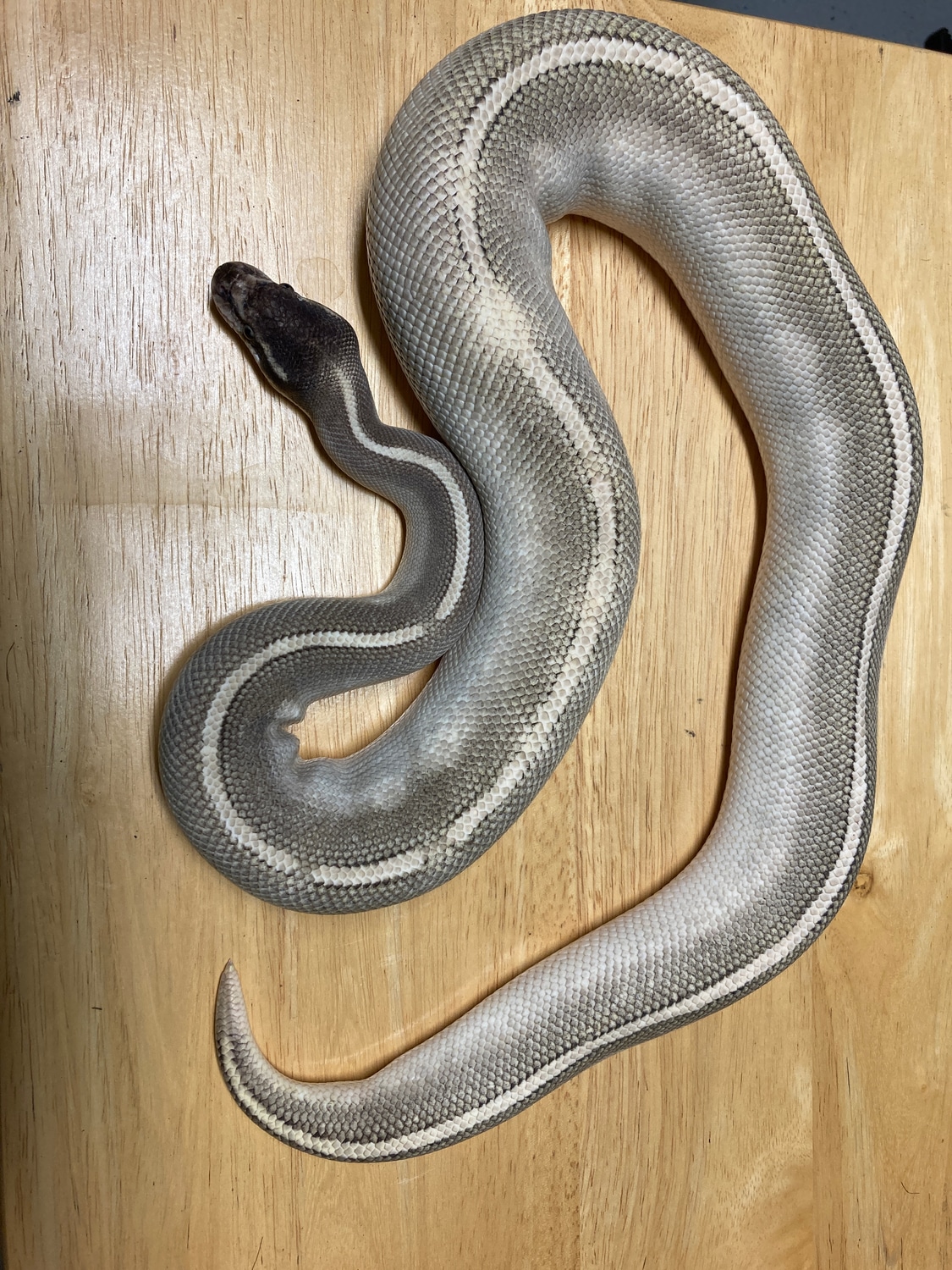 Mystic Potion Ball Python by Lake County Reptiles - MorphMarket