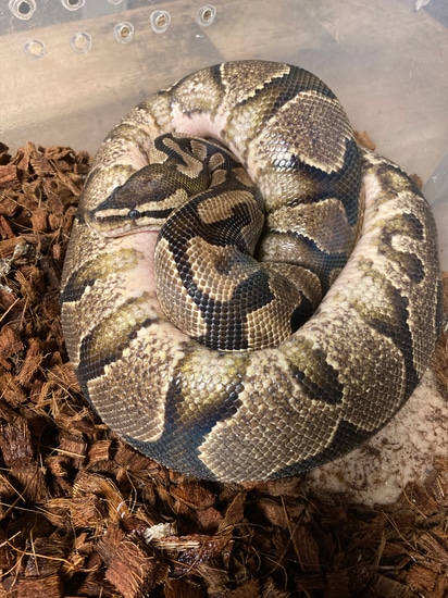 Yellowbelly Ball Python by Lake County Reptiles