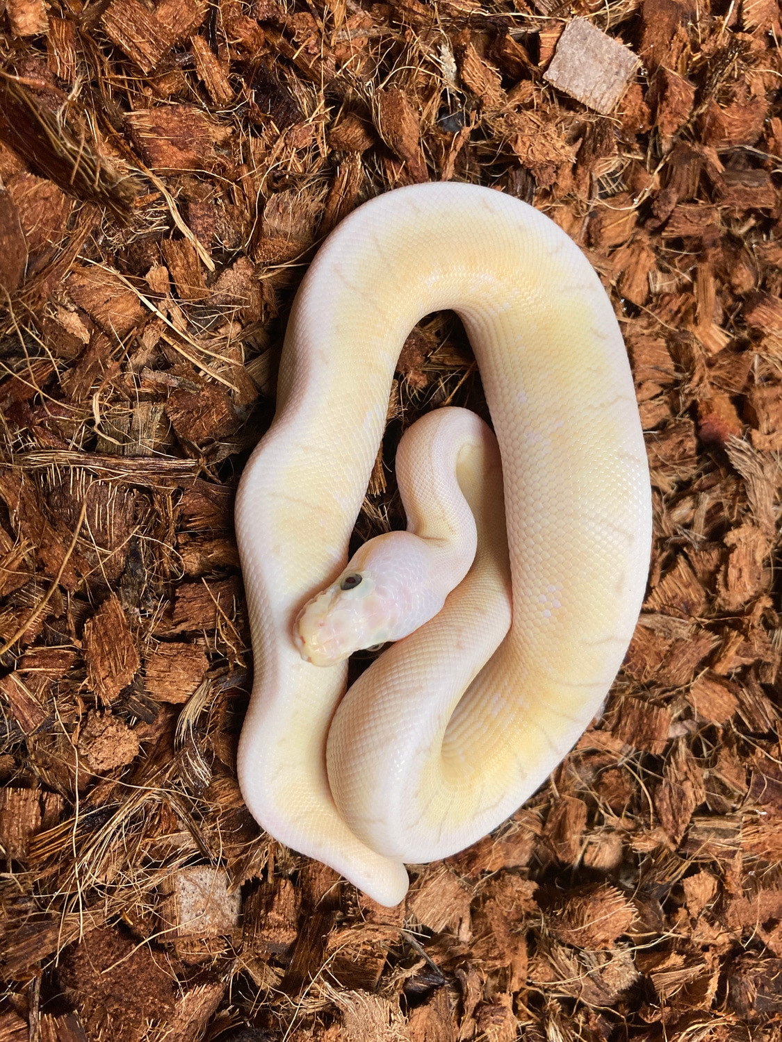 Banana Pastel Spider Pinstripe Ball Python by Lake County Reptiles ...