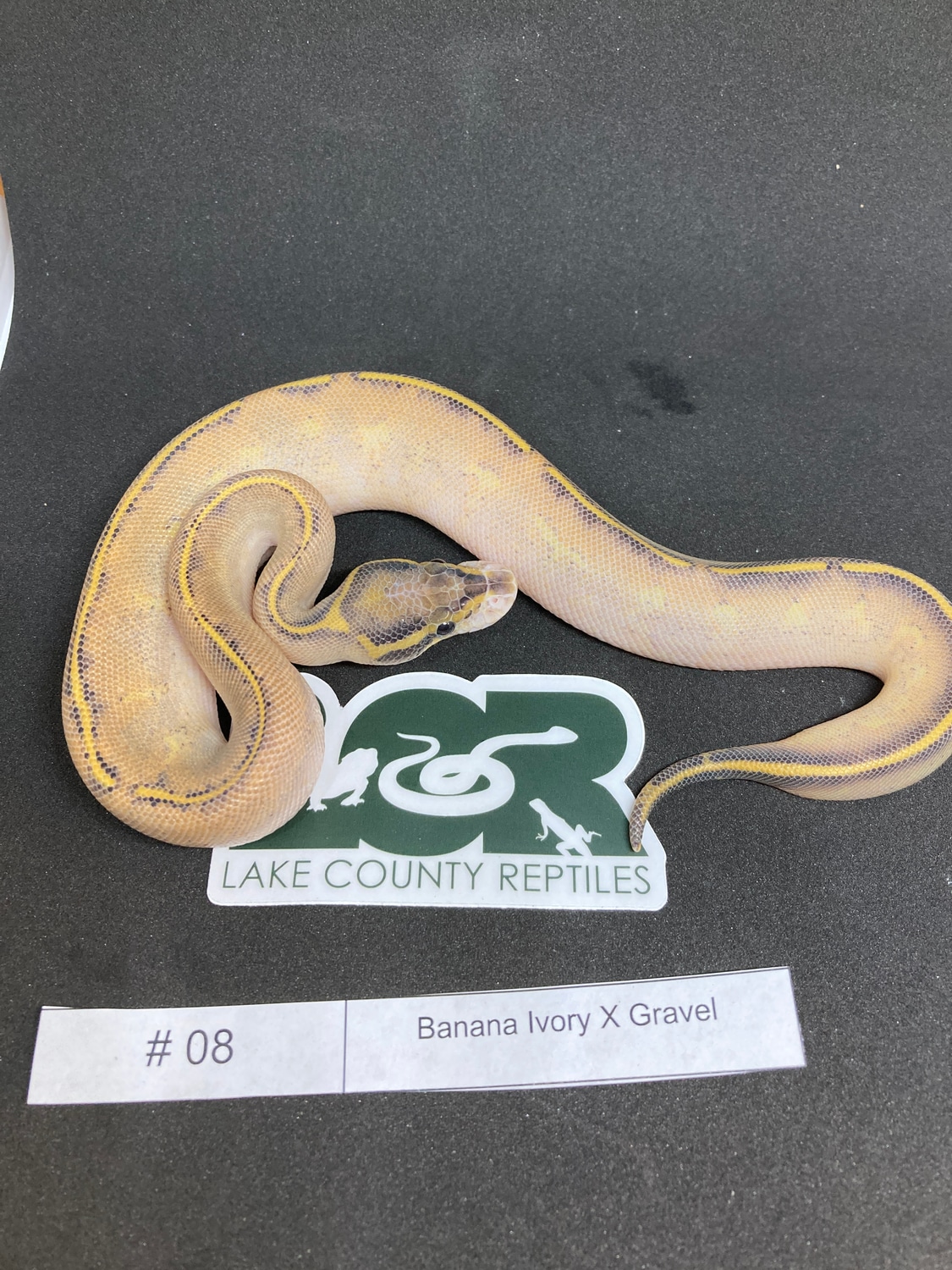 Highway Ball Python by Lake County Reptiles - MorphMarket