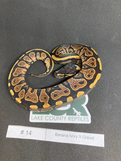 Yellowbelly Ball Python by Lake County Reptiles