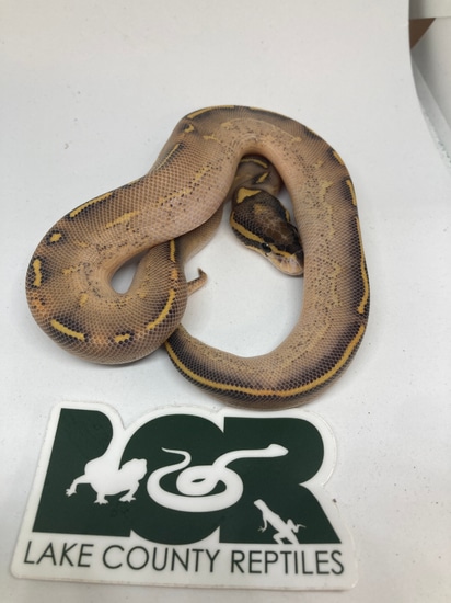 Highway Ball Python by Lake County Reptiles