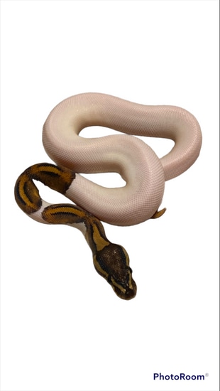 Huffman Pied Ball Python by Lakeshore Exotics