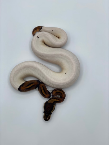 Huffman Pied Ball Python by Lakeshore Exotics