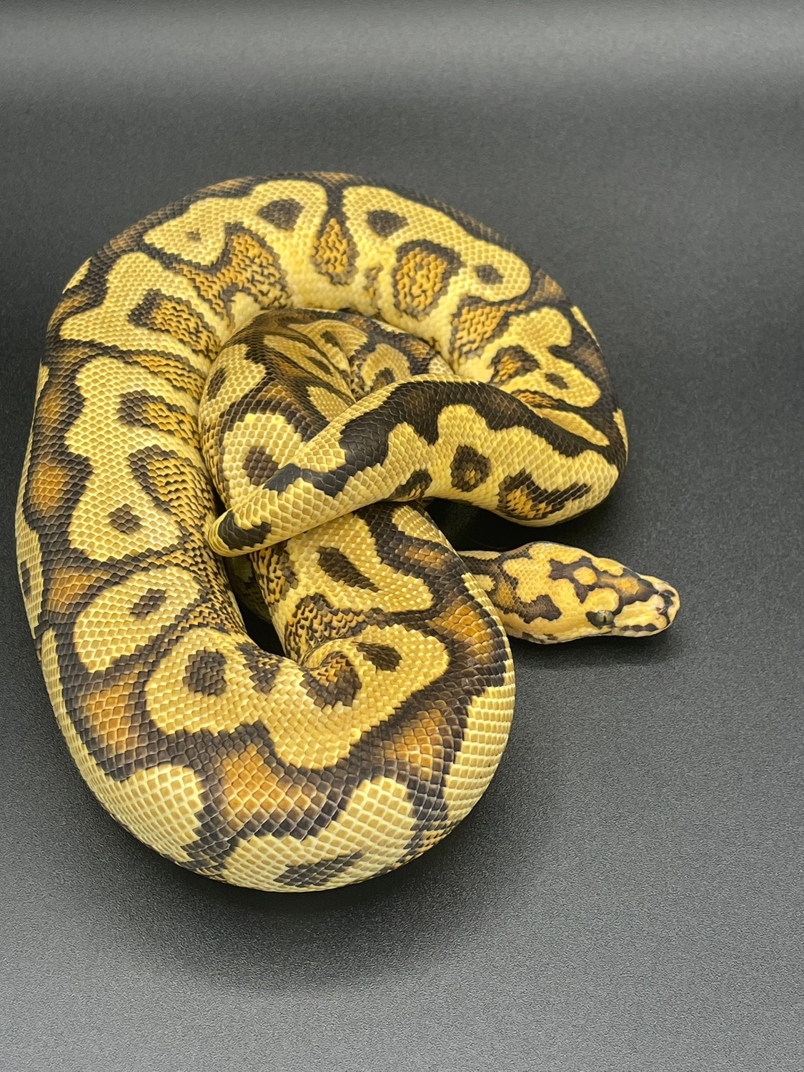 Red Stripe Spotnose Yellowbelly Clown Ball Python by Lakeshore Exotics ...