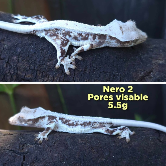 Nero Crested Gecko by Supernova Cresties