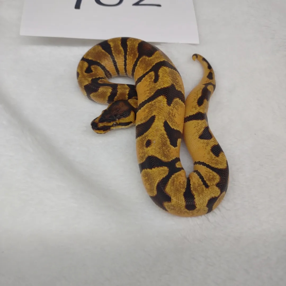 Orange Dream Enchi Russo Ball Python by Lakeside Morphs - MorphMarket