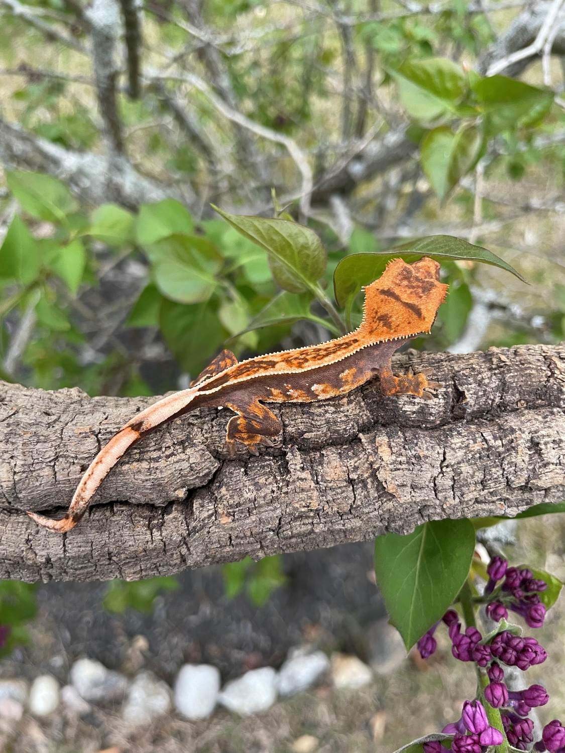 Pos Het Super Stripe, Soft Scale Crested Gecko by Lilac Exotics ...