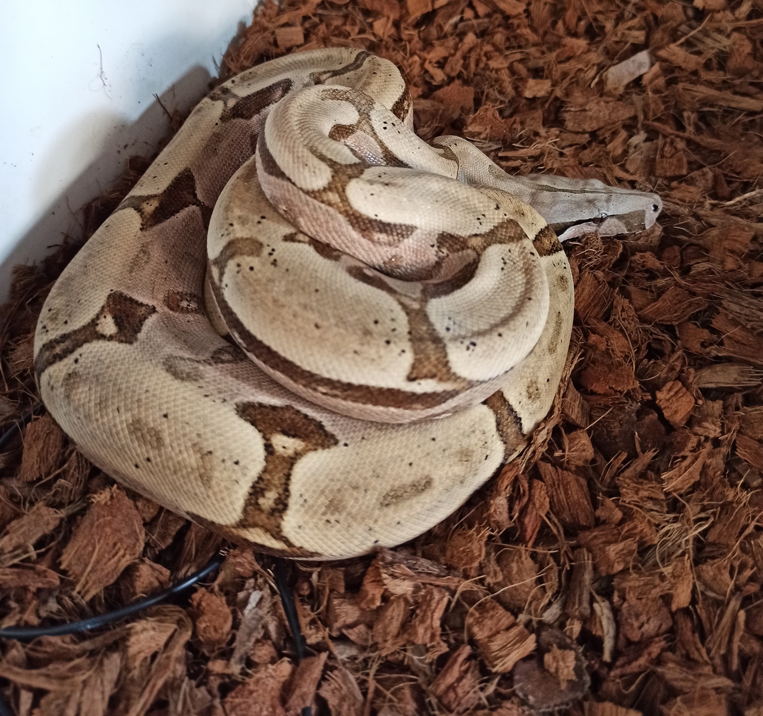 CB19 Southern Brazilian Boa Amarali Short-tailed Boa Constrictor by ...