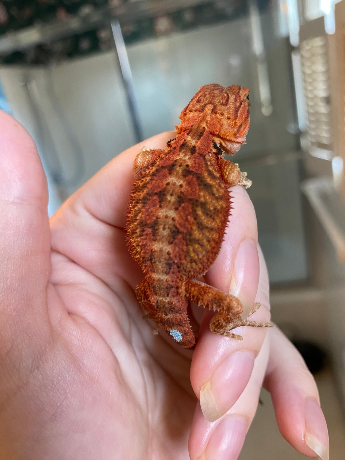Translucent RED 50% Hypo Bearded Dragon Central Bearded Dragon by Leila ...