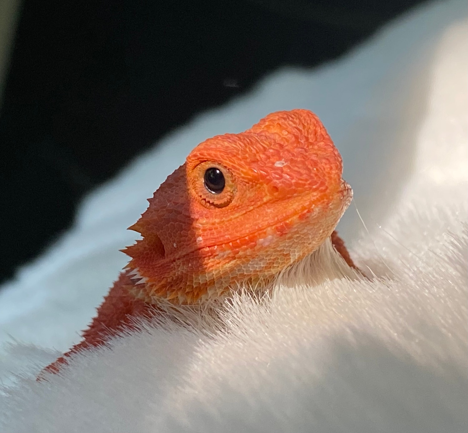 ULTRA RED Hypo Trans FREE SHIPPING Central Bearded Dragon by Leila’s ...