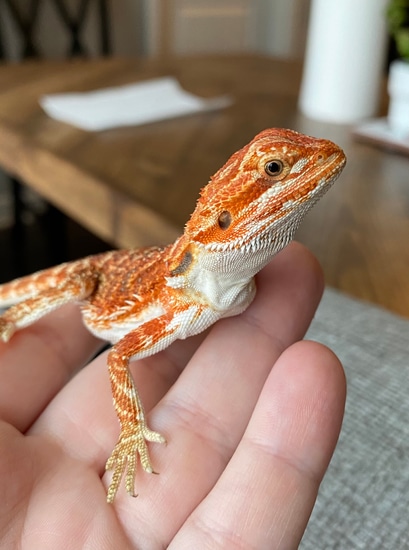 RED 50% Het Hypo 50% Het Trans Female FREE SHIPPING Central Bearded ...