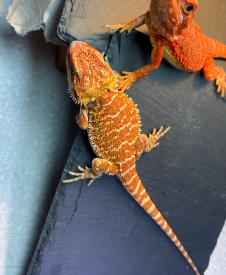Hypo ORANGE Male Pet-Only Free Shipping Central Bearded Dragon by Leila ...