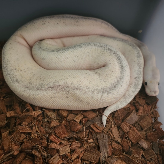 Zelda: Superfire Combo Ball Python by Hidden Kreaturez Xoticz