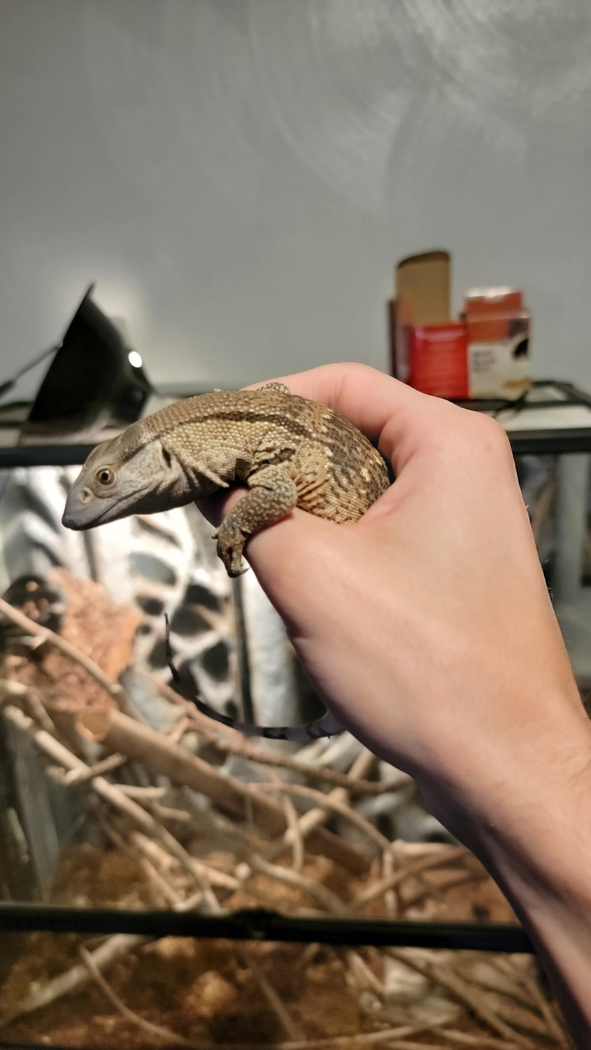 Cape White Throated Monitor White-Throated Monitor by Lamp Exotics ...