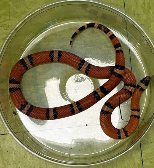 Banded Imperial Milk Snake Nelson's Milk Snake by MA Reptiles and ...