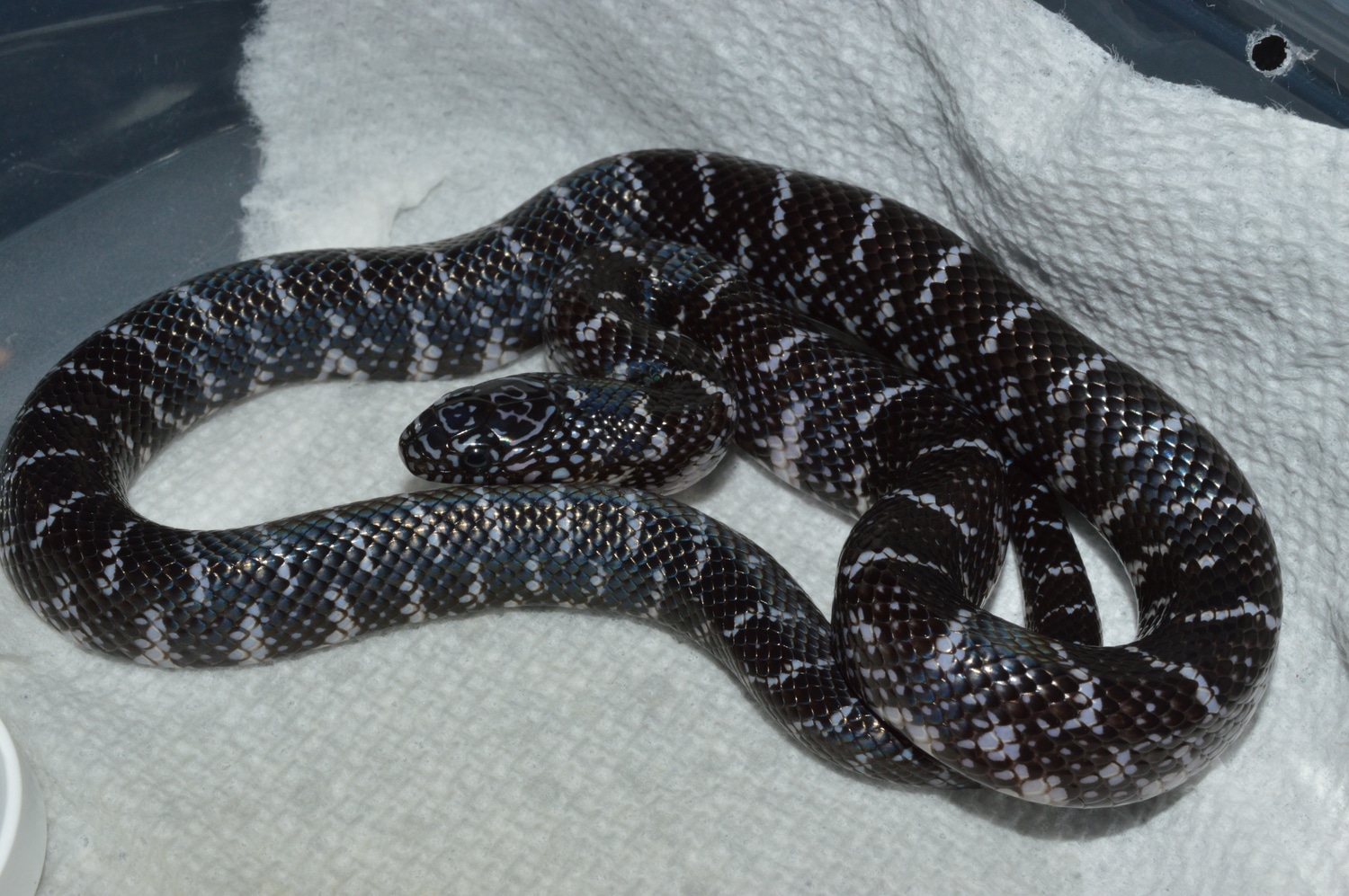 0.1 2023 Axanthic Poss Het Anery, PB Or TNeg Florida Kingsnake by ...