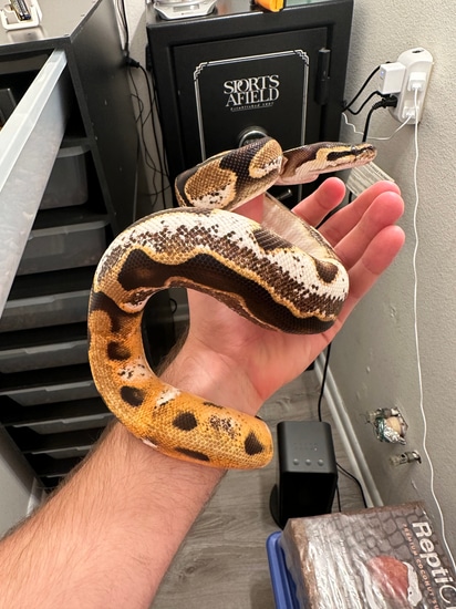 Paradox Orange Dream Sugar Ball Python by Lan M