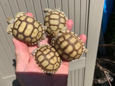 Sulcata Hatchlings Sulcata Tortoise by Lance's Reptiles - MorphMarket