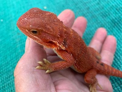 9.5 Inch Extreme Red Beardie Central Bearded Dragon by Lance's Reptiles