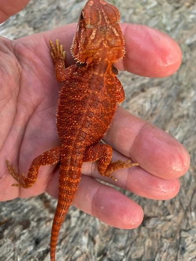 7 Inch Red, Hypo/trans Beardie Central Bearded Dragon by Lance's Reptiles