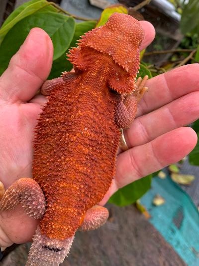 13 Inch Red Hypo/trans Bearded Dragon Central Bearded Dragon by Lance's ...