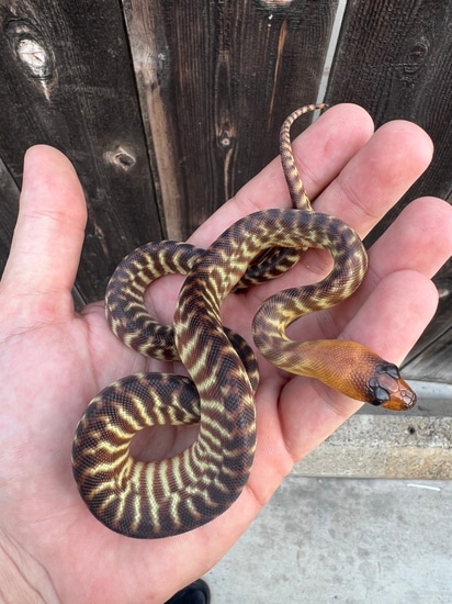 Woma Python by Project Exotics