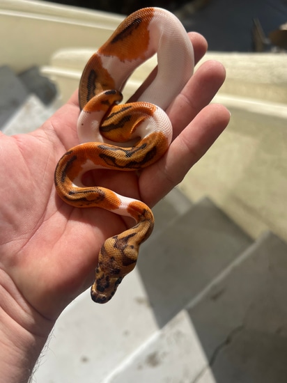 Orange Dream Clown Pied Ball Python by Project Exotics